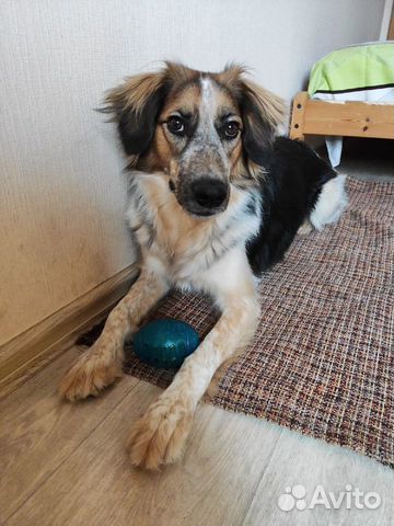 В поисках дома для Рины