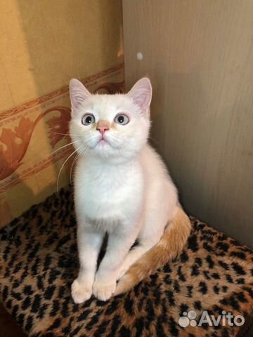 Британский котёнок