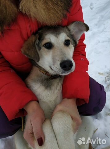 Щенок мальчик 8 месяцев