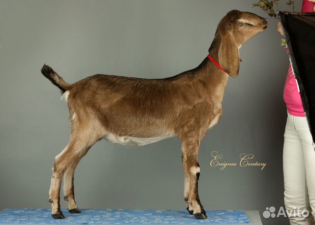 Козочка англо-нубийская, Португалия