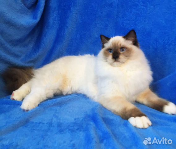 Котята Рэгдолл