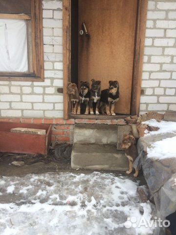Щенки 1,5 месяца