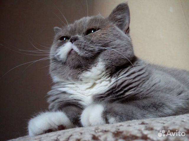 Шотландская кошка (скоттиш-страйт)