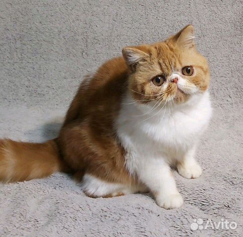 Яркая девочка экзоточка