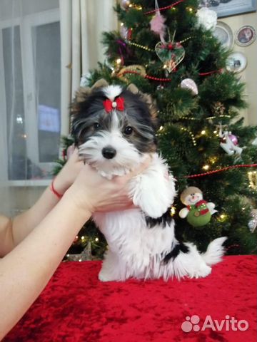 Щенок Бивера