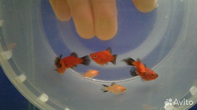 Аквариумная живность/Лава/растения/коряги