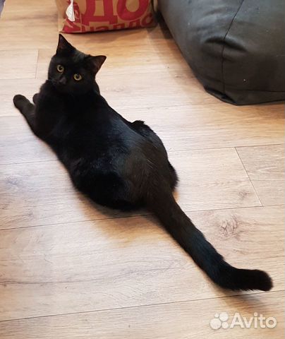 Кошка котенок в хорошие добрые руки руки