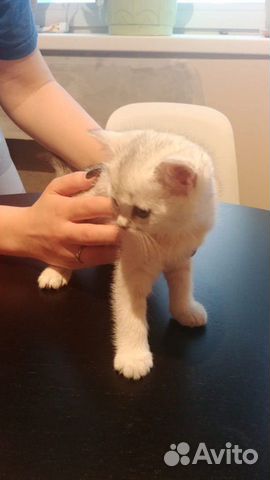 Котенок серебристая шиншилла
