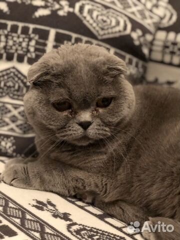 Отдадим кошку в добрые руки: Британская вислоухая