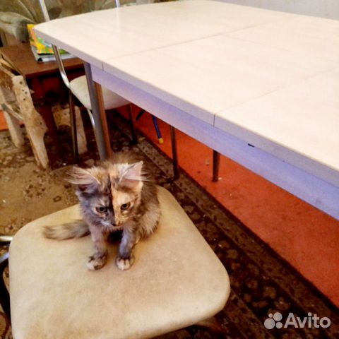 Котята