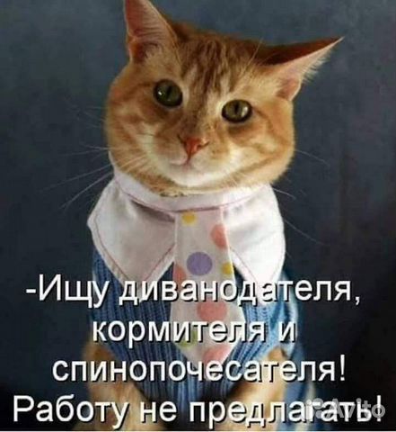 Котик курильского бобтейла