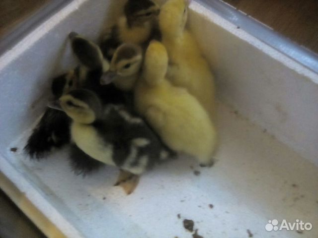 Цыплята цесарки, иодаутки