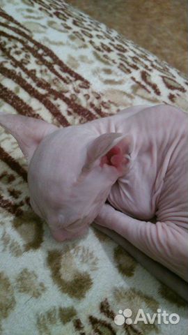 Котёнок Корниш-рекса