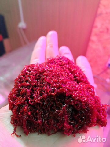 Мотыль живой, стрептоцефал, цисты артемии