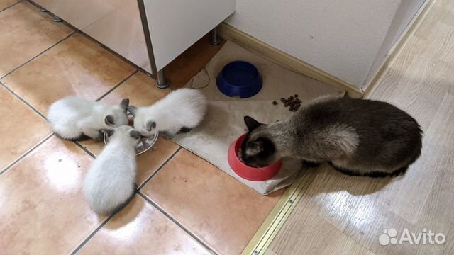 Котята тайские 2 мальчика