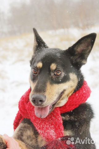 Отдам в хорошие руки нежную Латте