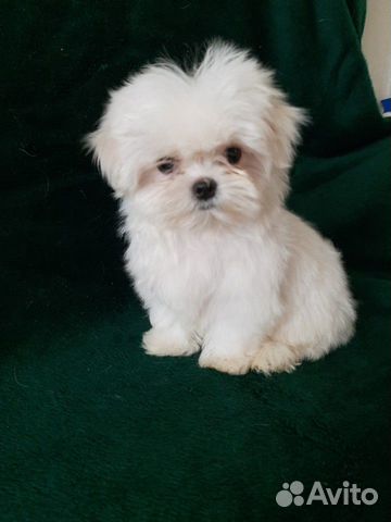 Болонки,мальчик