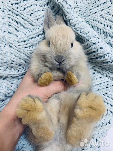 Декоративный кролик Вислоухий Баран