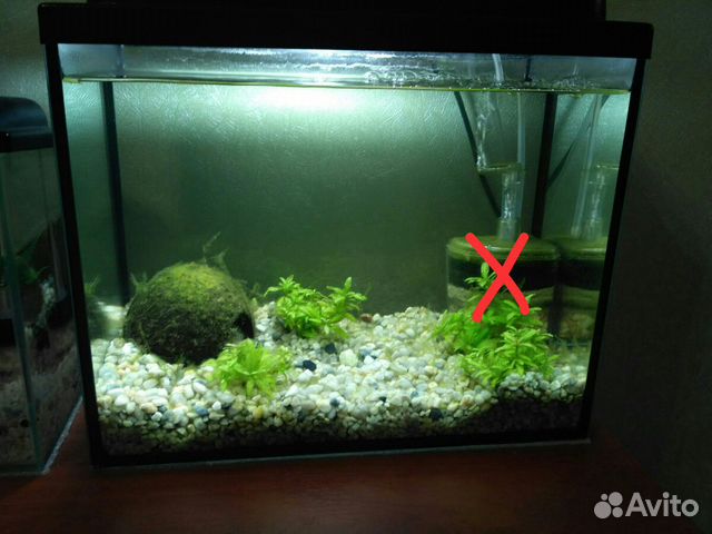 Аквариум и оборудование