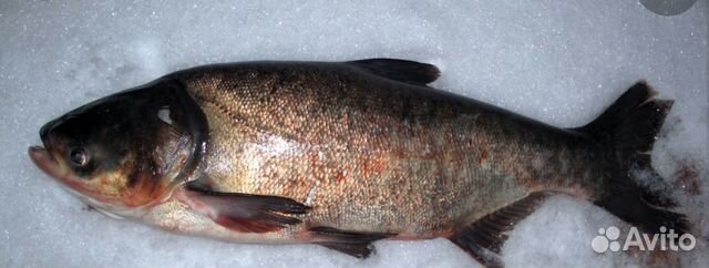 Толстолобик 7+