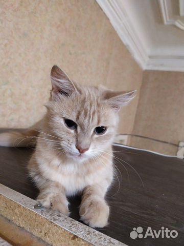 Беспородная кошка Зефирка ищет жениха