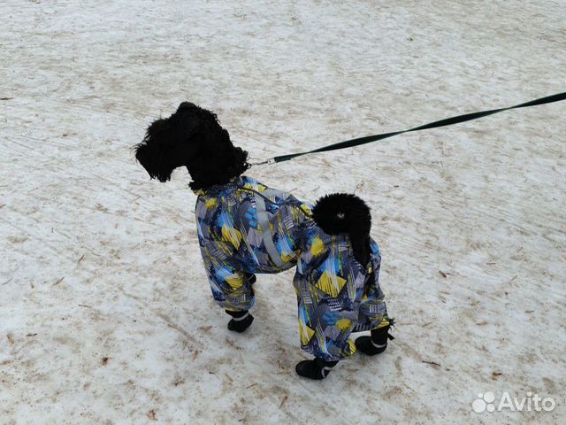 Щенок керри блю терьера, кобель, 6 мес