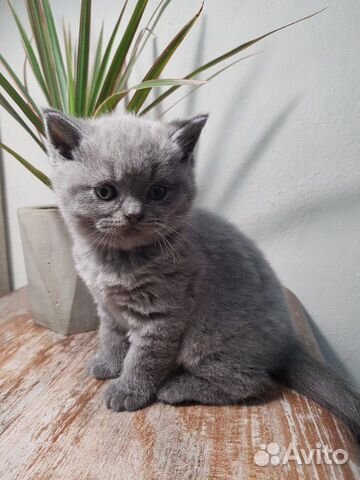 Котята шотландские скотиш-фолд, страйт