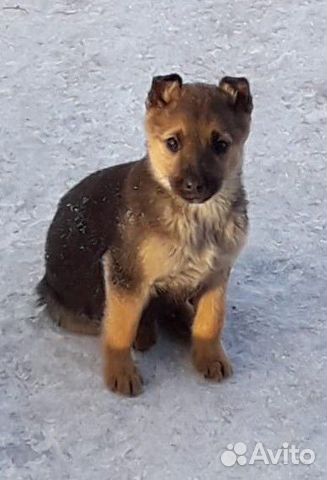 Щенки 2 месячные