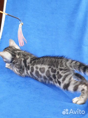 Бенгальские котята