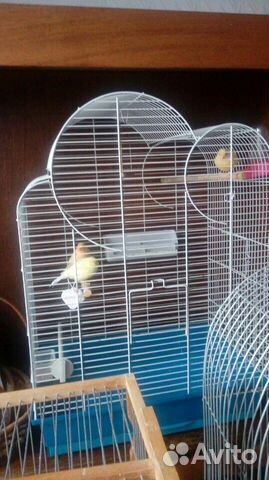 Кенара и кенарейки