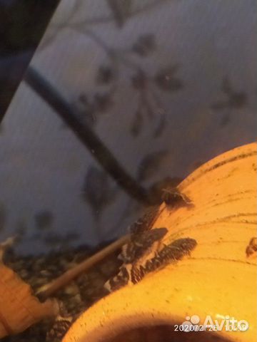 Мальки сомика анцитруса