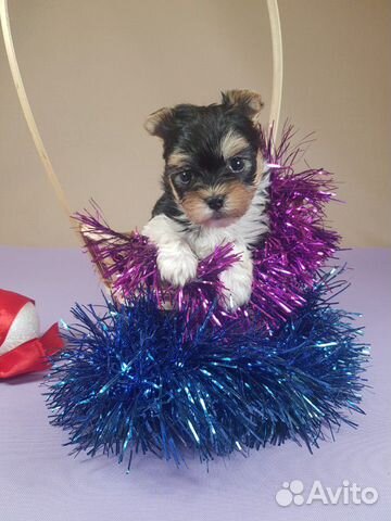 Девочка бивера мини стандарт