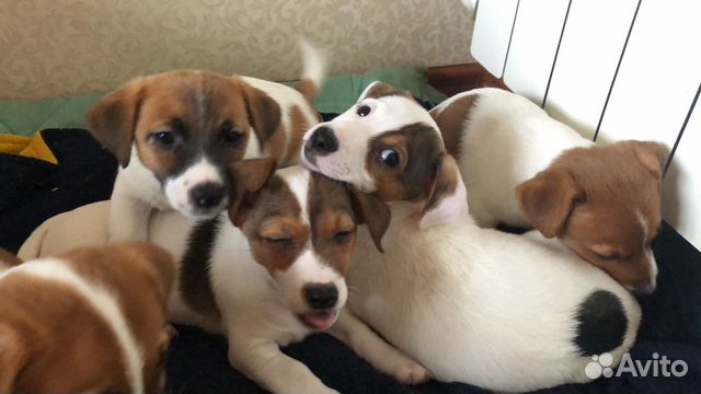 Джек Рассел терьер