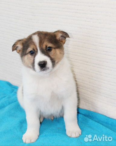 Мальчик дворянин в добрые руки