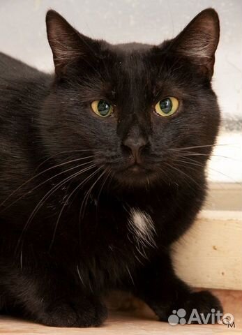 Гламурная ласковая красавица Луна 1,5 год ищет дом