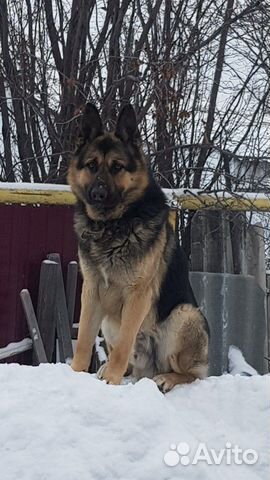 Кобель овчарки для вязки