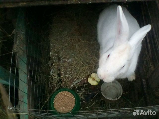 Молодой самец Белый Великан