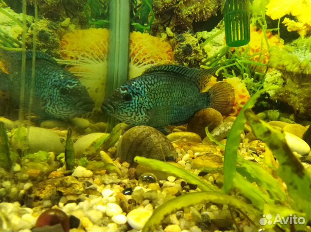 Цихлазомы и наннакары