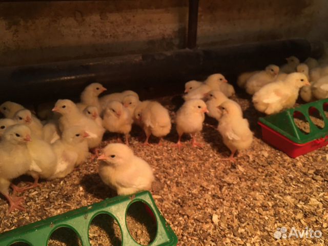 Цыплята Декалб Уайт
