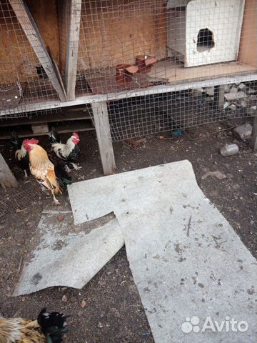 Петухи Бентамки