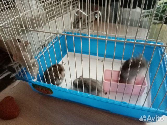 Отдам бесплатно хомячков