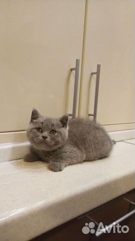 Котик шотландский
