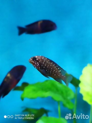 Petrochromis trewavasae Congo F1