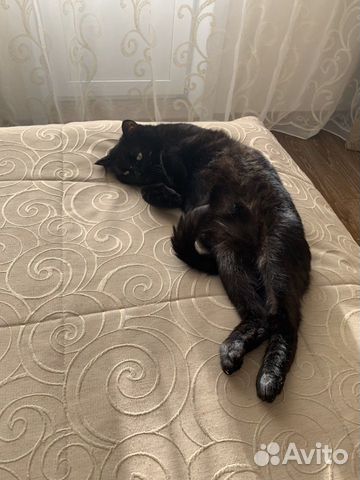 Отдадим в добрые руки