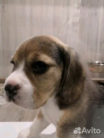 Бигль малыши, осталось 2 щенка