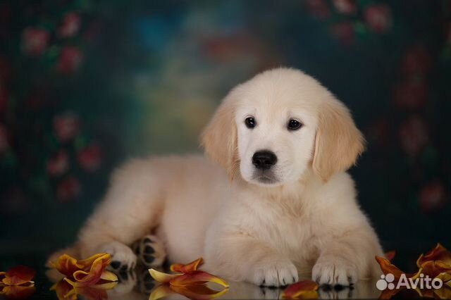 Мальчик голден ретривера