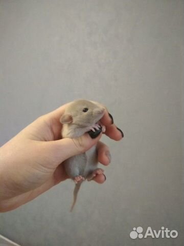 Декоративные крысы дамбо