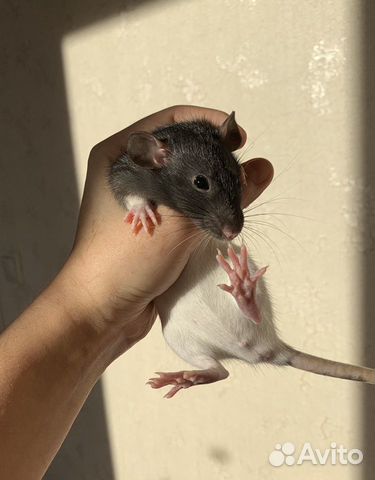 Крысо-девочка 2 месяца
