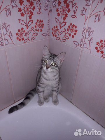 Отдам в добрые руки котенка 4 мес