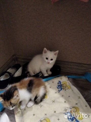 Котёнок